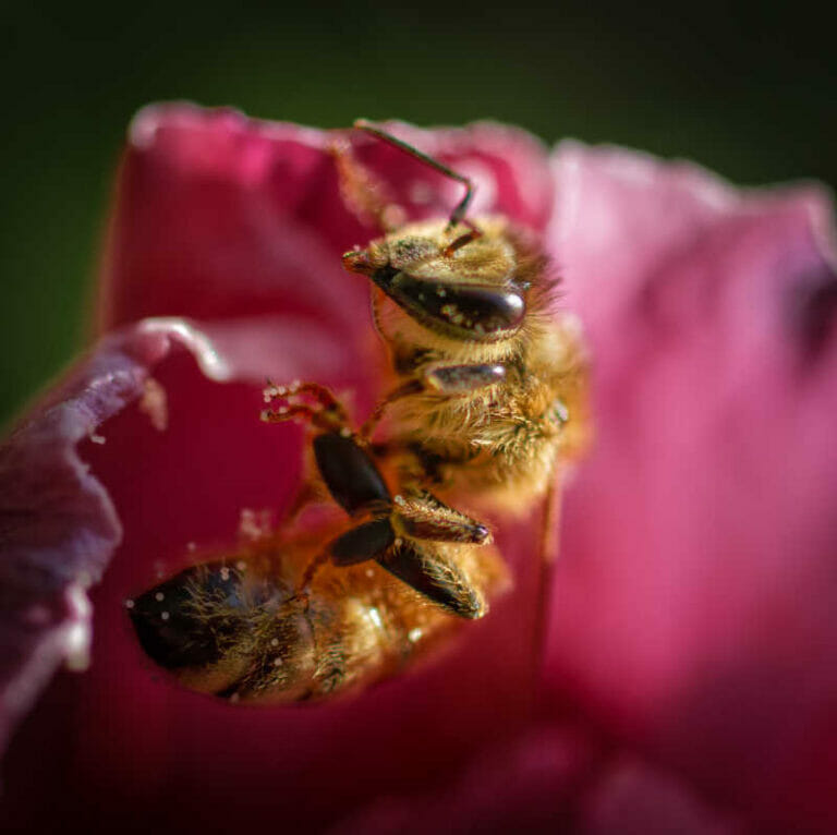 Do Bees Sleep? An Essential Bee Slumber Guide Bee Professor