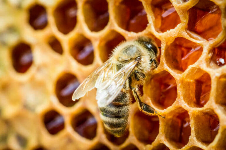 How Do Bees Make Honey? A Beginner's 5-Step Guide Bee Professor