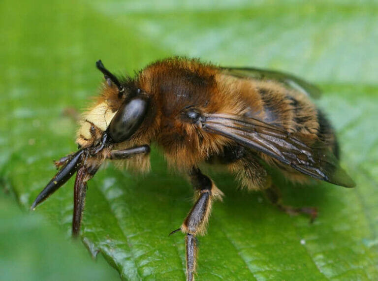 Apidae Bee Family – An Essential Guide Bee Professor