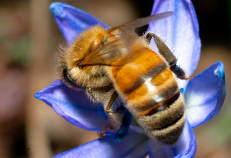 Apidae Bee Family – An Essential Guide Bee Professor