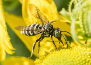 Apidae Bee Family – An Essential Guide Bee Professor