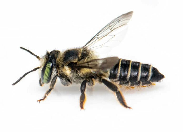 Apidae Bee Family – An Essential Guide Bee Professor