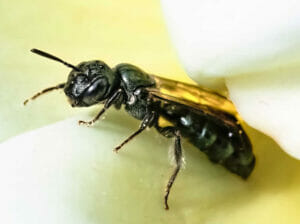 Apidae Bee Family – An Essential Guide Bee Professor