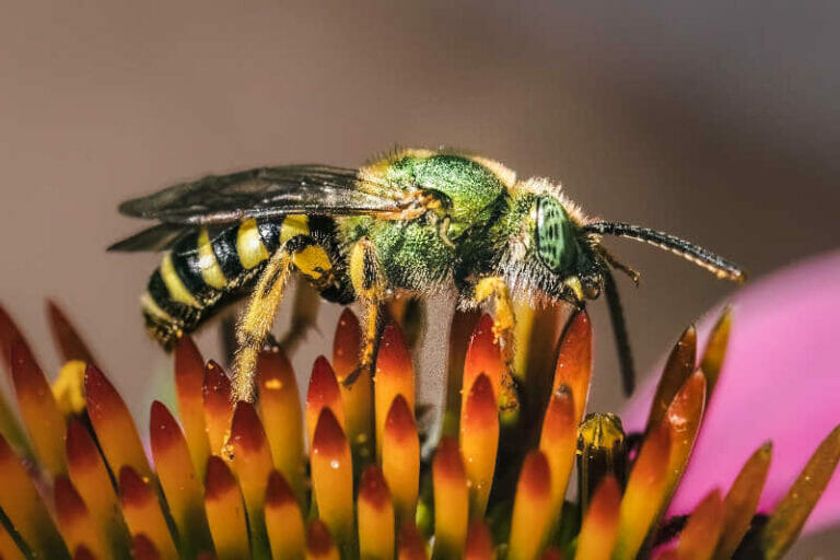 Halictidae Bee Family – Guide With Pictures Bee Professor