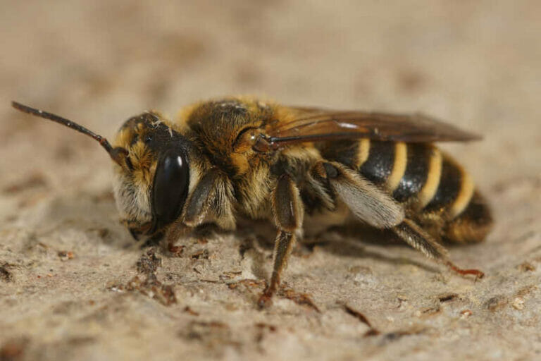 Andrenidae Bee Family – A Factual Guide Bee Professor