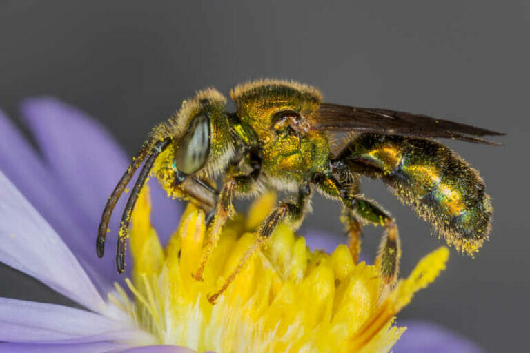 Halictidae Bee Family – Guide With Pictures Bee Professor