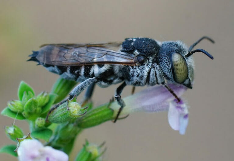 Megachilidae Bee Family: Get The Essential Facts Bee Professor