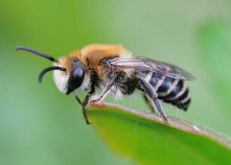 Colletidae Bee Family - An Essential Guide Bee Professor