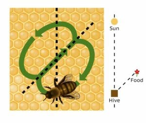 What Is The Waggle Dance? An Essential Guide Bee Professor