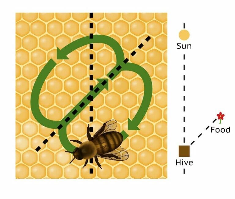 What Is The Waggle Dance? An Essential Guide Bee Professor