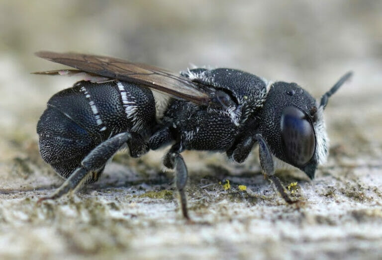 Megachilidae Bee Family: Get The Essential Facts Bee Professor