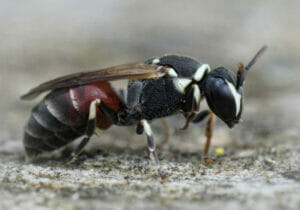 Colletidae Bee Family - An Essential Guide Bee Professor