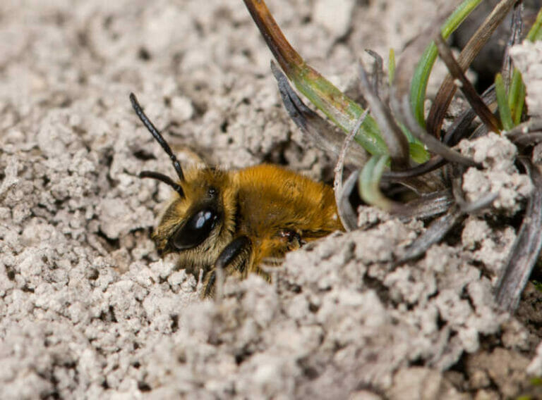 Colletidae Bee Family - An Essential Guide Bee Professor