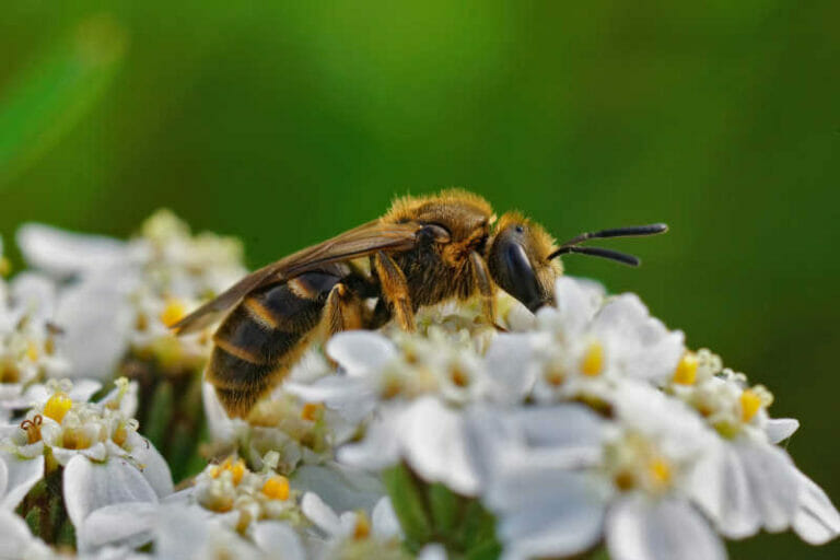 Halictidae Bee Family – Guide With Pictures Bee Professor