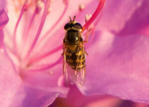 Melittidae Bee Family – An In-Depth Guide Bee Professor