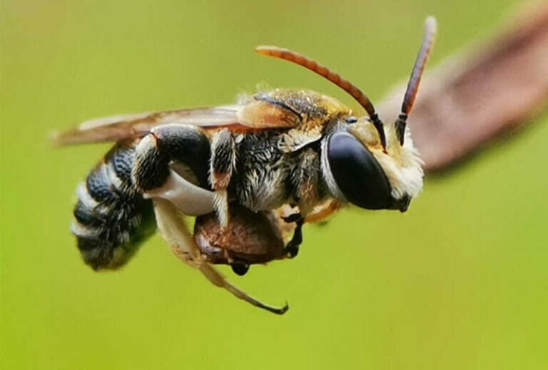 Halictidae Bee Family – Guide With Pictures Bee Professor
