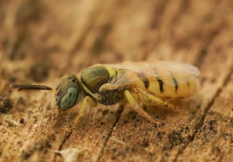 Halictidae Bee Family – Guide With Pictures Bee Professor