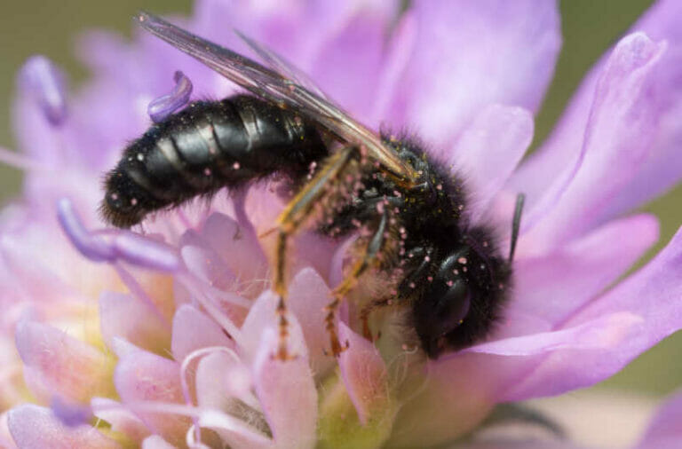 Andrenidae Bee Family – A Factual Guide Bee Professor