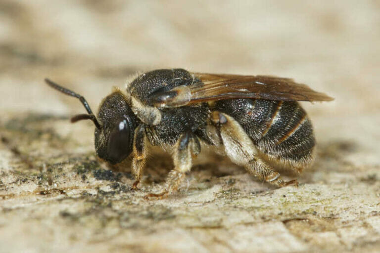 Halictidae Bee Family – Guide With Pictures Bee Professor