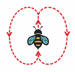 What Is The Waggle Dance? An Essential Guide Bee Professor