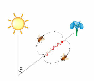 What Is The Waggle Dance? An Essential Guide Bee Professor