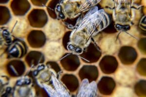 What Is The Waggle Dance? An Essential Guide Bee Professor