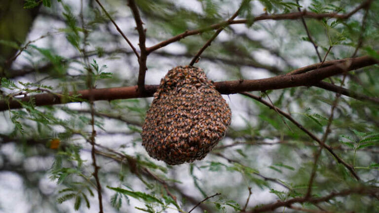 Beekeeping In California – A Beginner's Guide Bee Professor