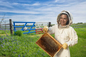 Beekeeping In Texas – An Essential Guide For 2024 Bee Professor