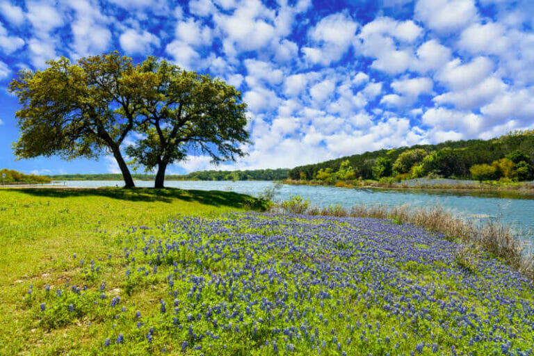 Beekeeping In Texas – An Essential Guide For 2024 Bee Professor