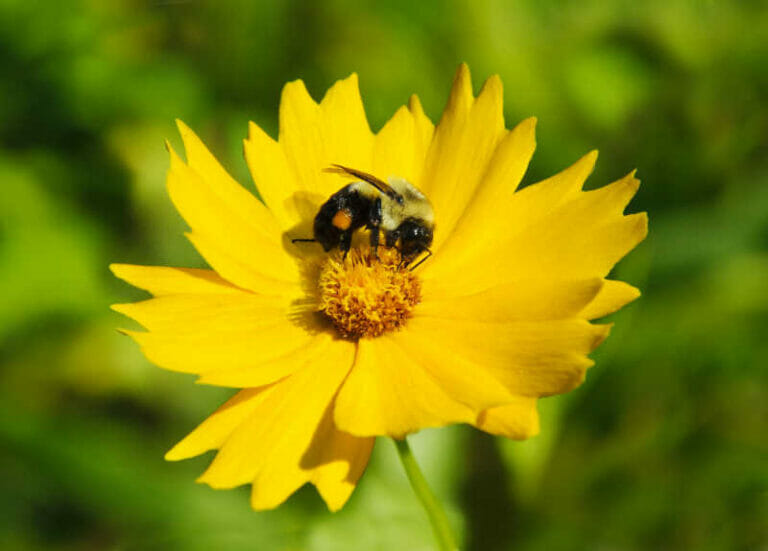 37 Best Drought-Resistant Plants For Bee Gardens Bee Professor