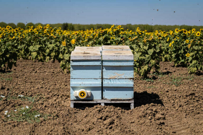 Beekeeping In California – A Beginner's Guide Bee Professor