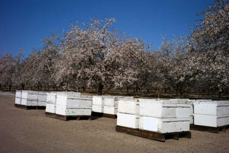 Beekeeping In California – A Beginner's Guide Bee Professor