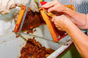 What Is A Cappings Spinner? An Essential Guide Bee Professor