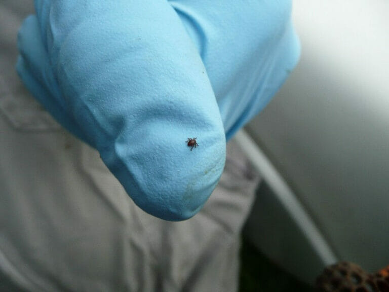 What Is Braula Fly? A Beekeeper's Guide Bee Professor