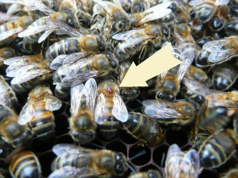 What Is Braula Fly? A Beekeeper's Guide Bee Professor