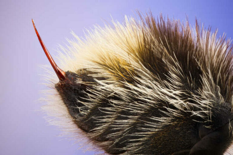 Stinger Showdown! 11 Terrifying Bee & Wasp Stingers Bee Professor