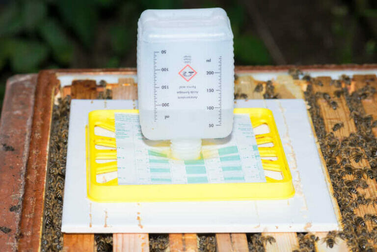 What Are Tropilaelaps Mites? A Beekeeper's Guide Bee Professor