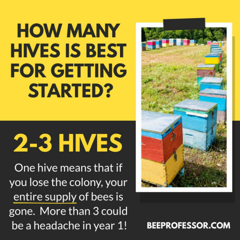 How Many Beehives To Start Beekeeping? Bee Professor