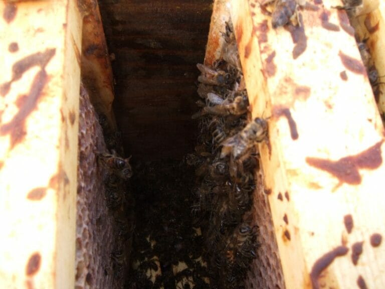 What Is Nosema? Research-Backed Advice For Beekeepers Bee Professor