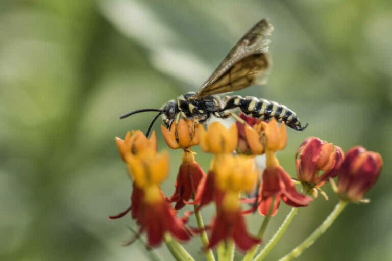 Stinger Showdown! 11 Terrifying Bee & Wasp Stingers Bee Professor