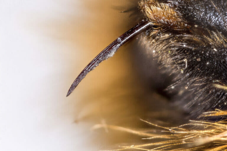 Stinger Showdown! 11 Terrifying Bee & Wasp Stingers Bee Professor