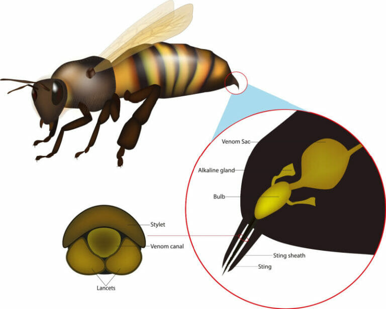 How Do Honey Bees Sting? Anatomy Of A Stinger Bee Professor