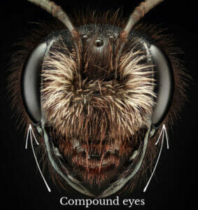 How Do Bees See? The Essential Guide To Bee Eyesight Bee Professor