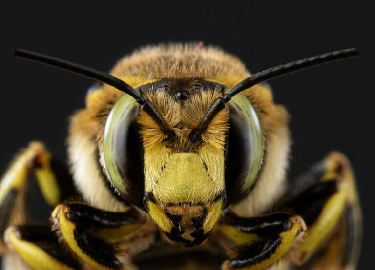 How Do Bees See? The Essential Guide To Bee Eyesight Bee Professor