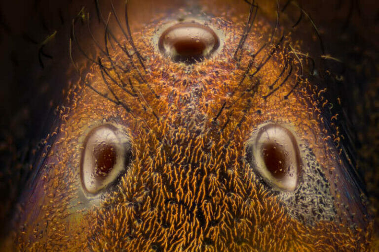 How Do Bees See? The Essential Guide To Bee Eyesight Bee Professor