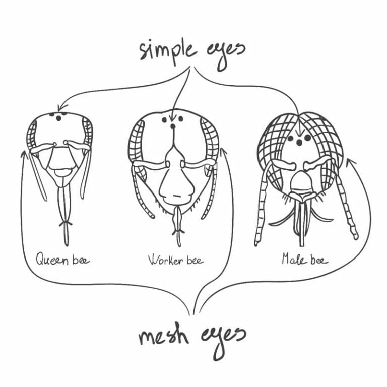 How Do Bees See? The Essential Guide To Bee Eyesight Bee Professor