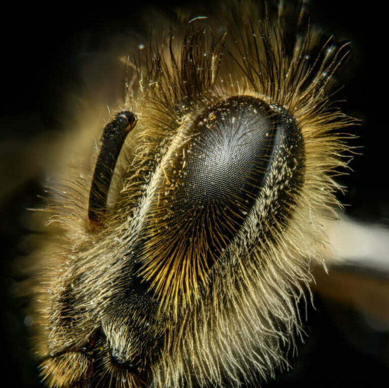 How Do Bees See? The Essential Guide To Bee Eyesight Bee Professor