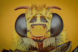 How Do Bees See? The Essential Guide To Bee Eyesight Bee Professor