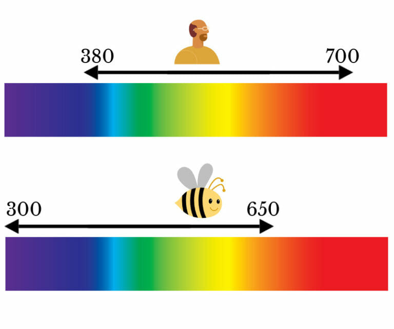 How Do Bees See? The Essential Guide To Bee Eyesight Bee Professor