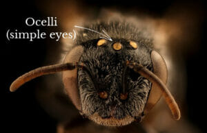 How Do Bees See? The Essential Guide To Bee Eyesight Bee Professor